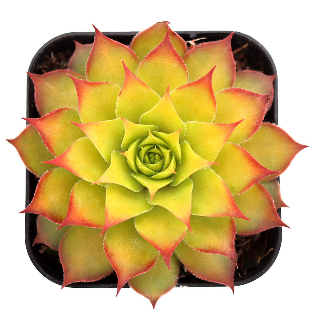 Products – Page 2 – Rooecou Shop